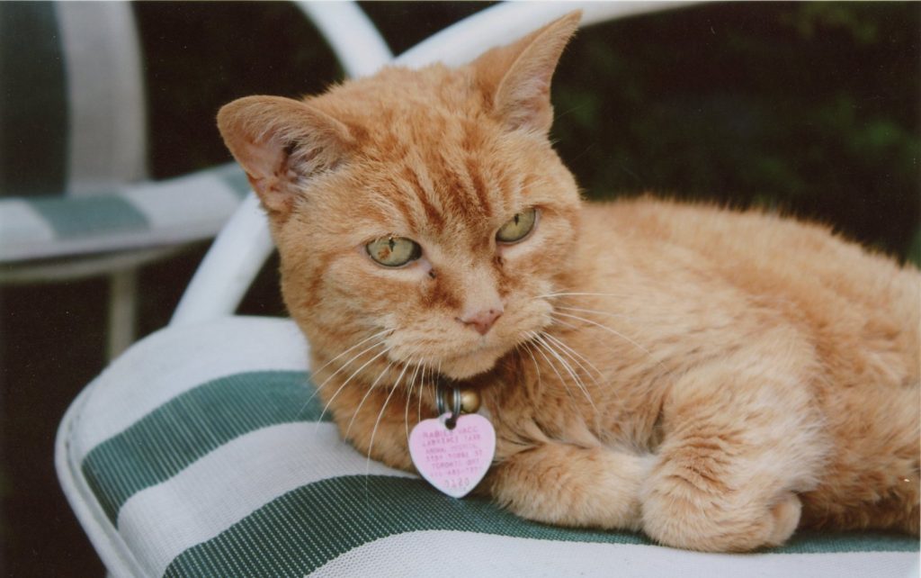 Our Pets – Ted, retired